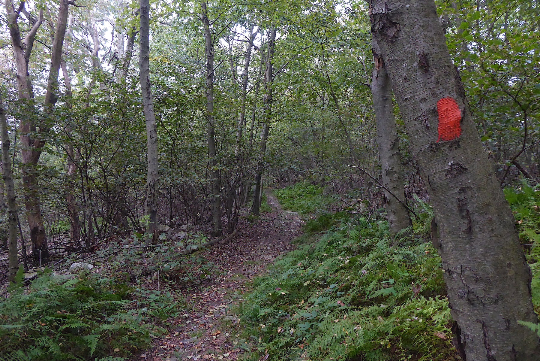 Take A Walk On The Mid State Trail in Rothrock State Forest, PA ...