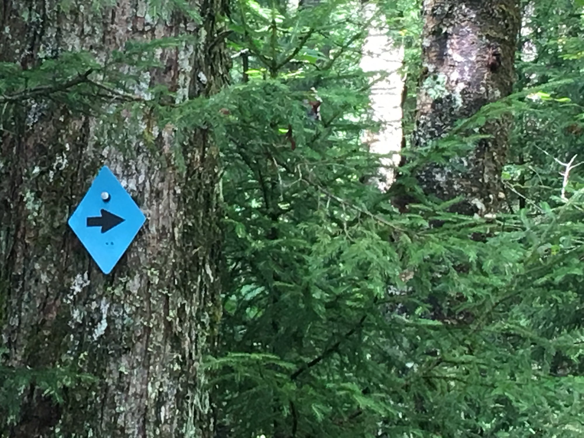 Elkins-Otter Creek Lizard Map: West Virginia - Purple Lizard Maps