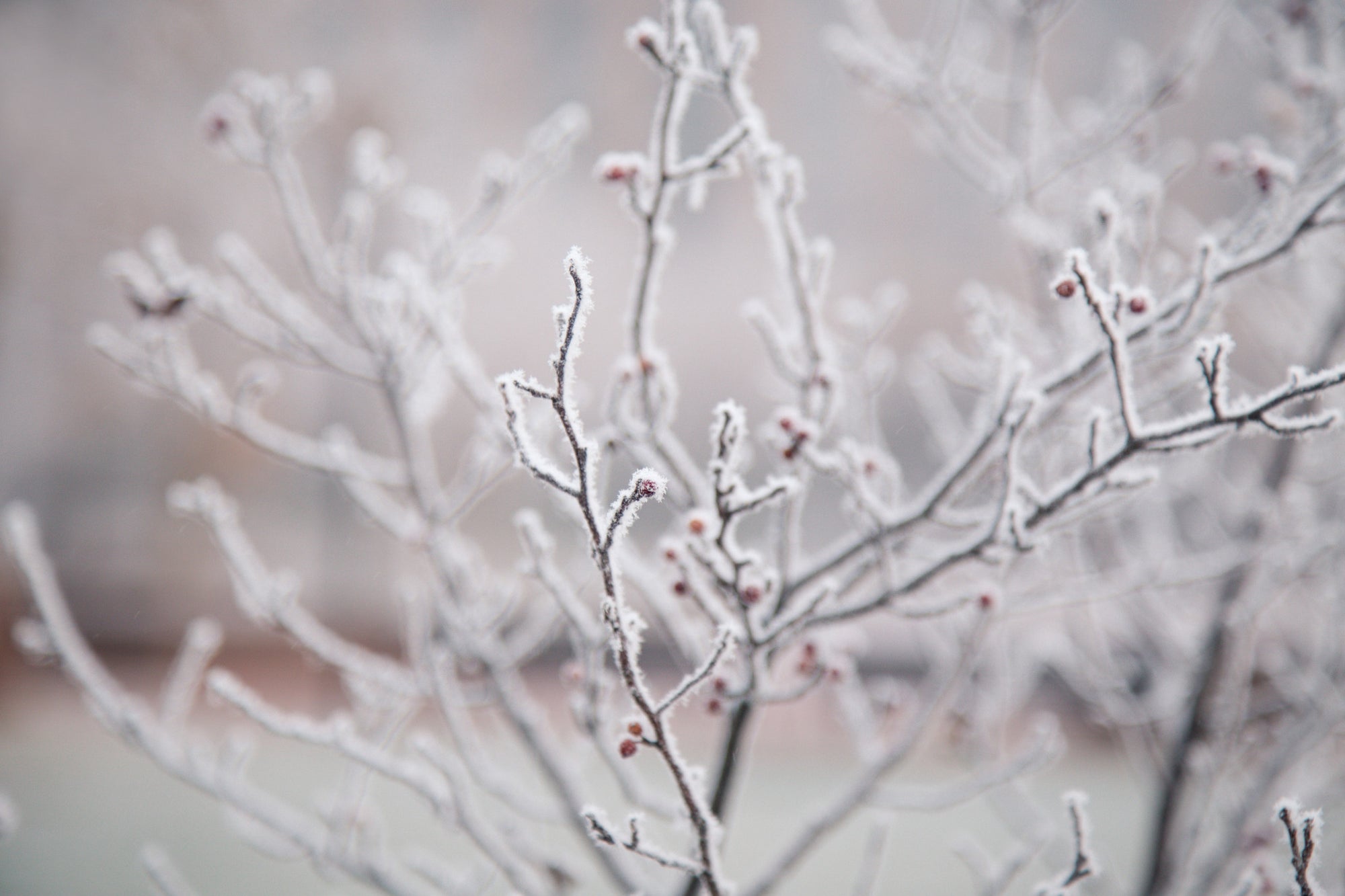 Rothrock Lizard Map, Pennsylvania - Purple Lizard Maps
