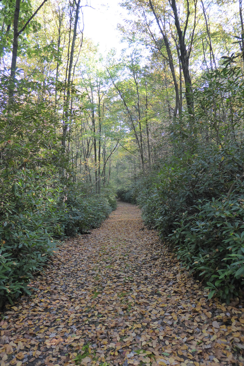 Rothrock Lizard Map, Pennsylvania - Purple Lizard Maps